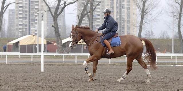 Ljubav s trenerom jahanja je istinita? | Story