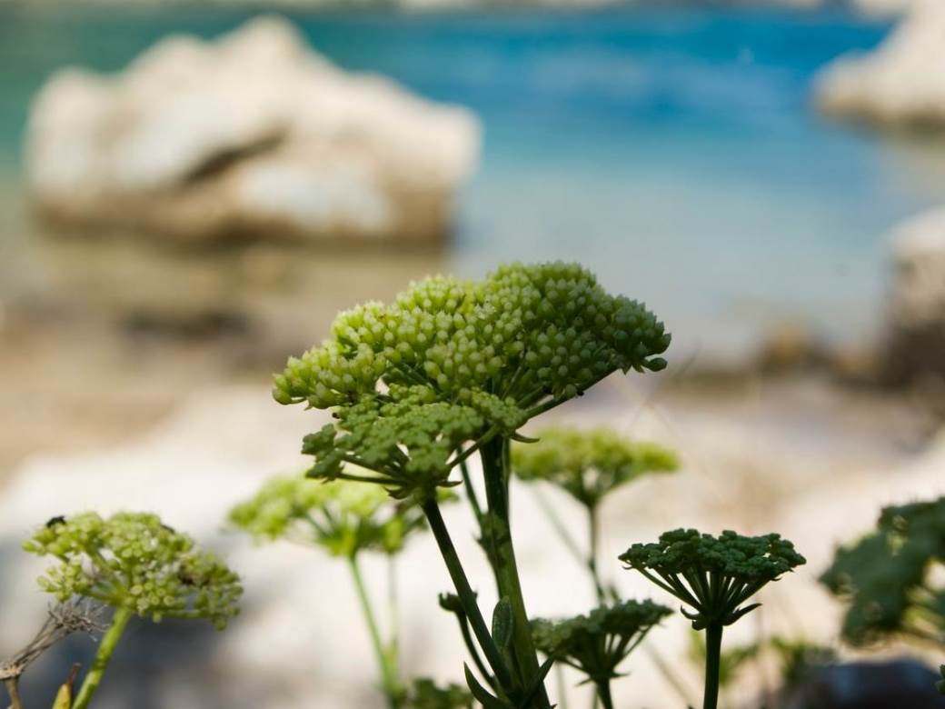 Motar: Divlje povrće s detoksikacijskim i diuretskim djelovanjem | Story