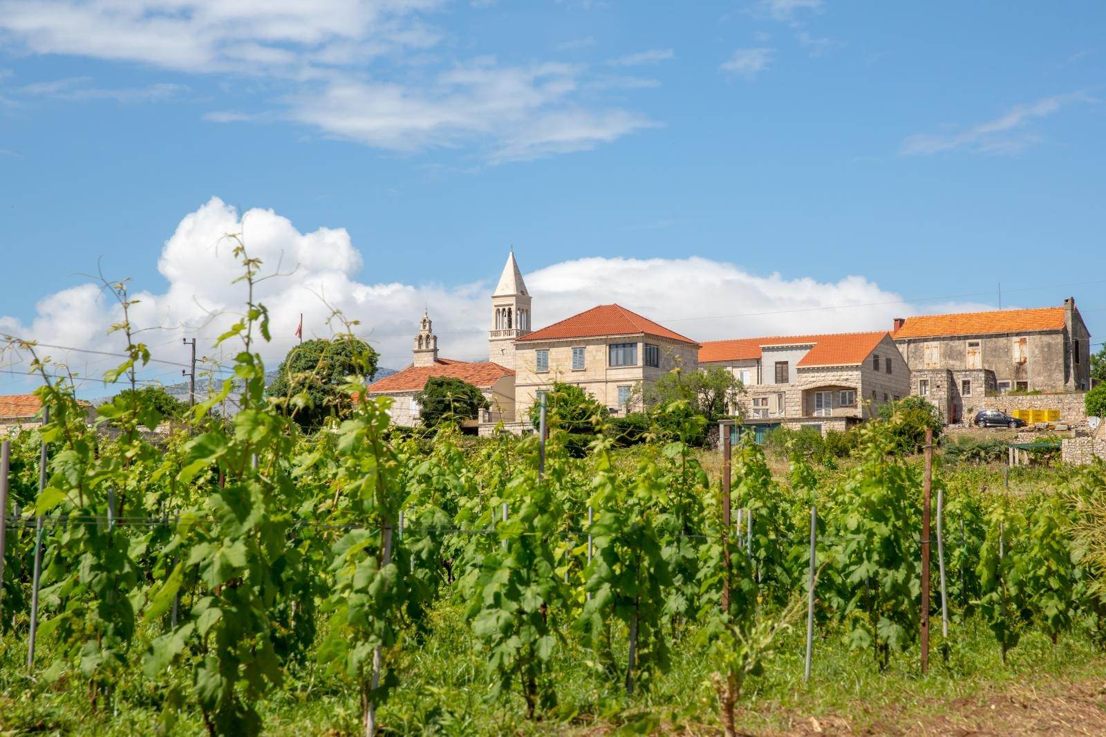 Sorte vina ženskog roda | Story