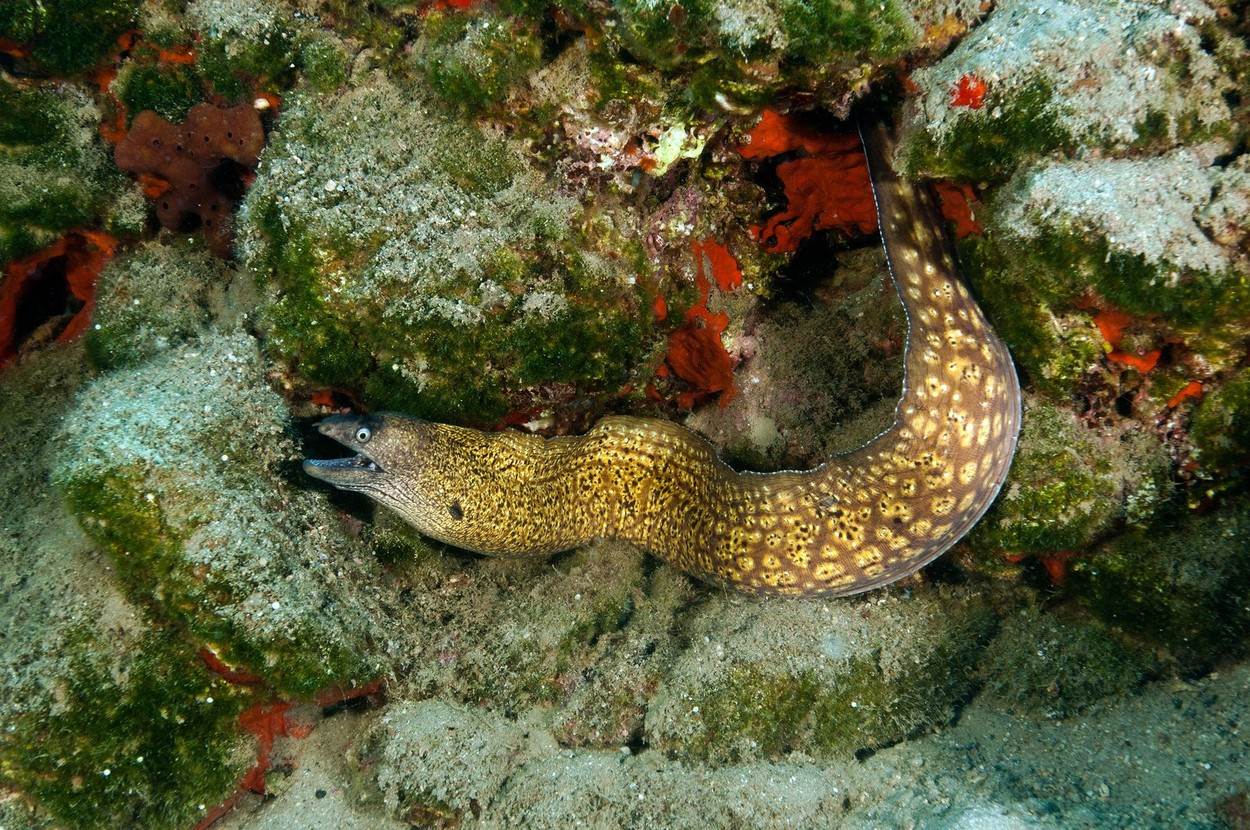 namirnica tjedna murina | Story